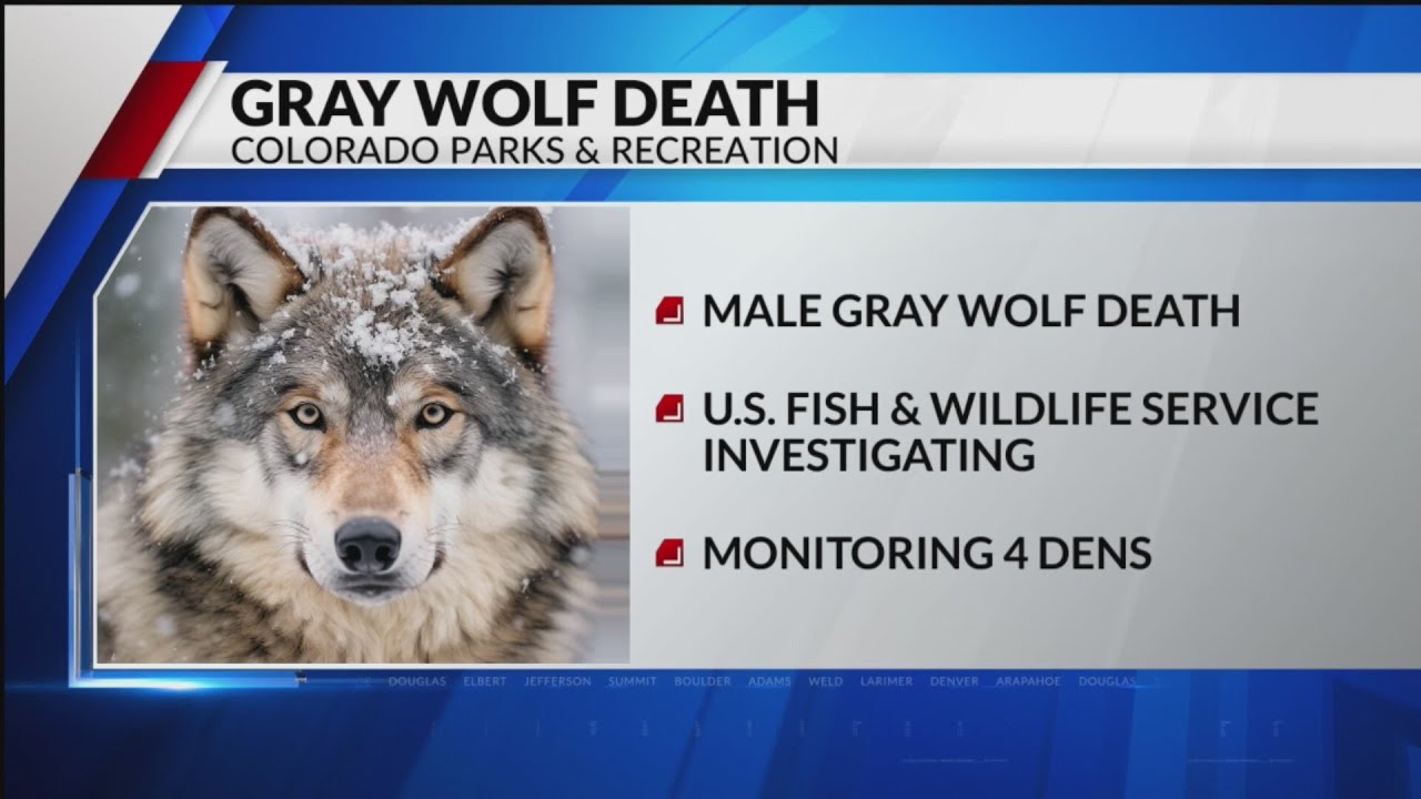 Colorado wolf death under investigation - YouTube
