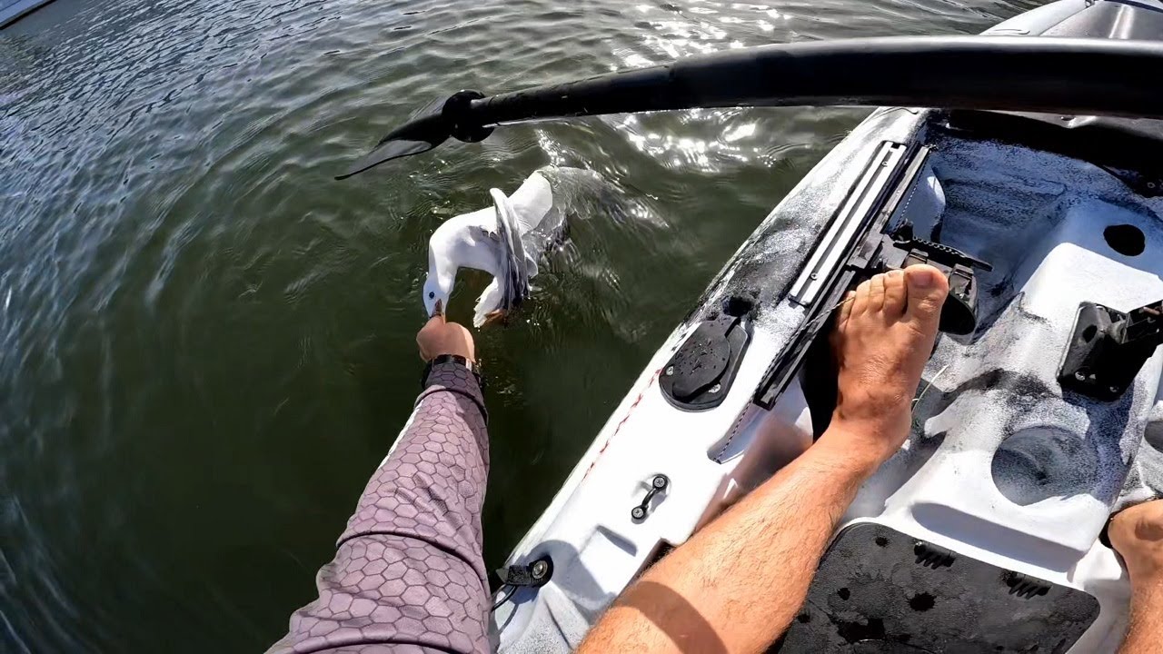 SEAGULL BITES MY FINGER AS I SAVE IT FROM MY KAYAK - YouTube