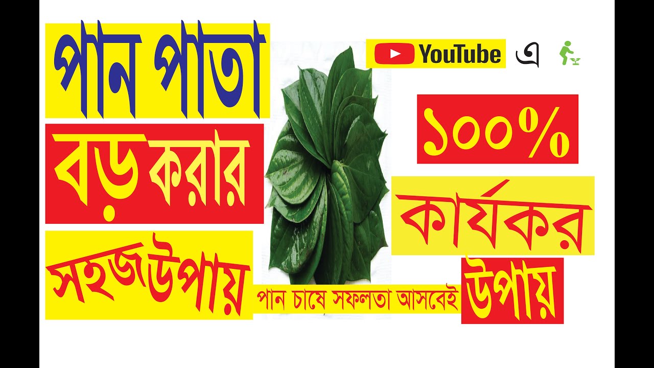Pan Pata Boro Korar Upay | পানের পাতা বড় করার উপায় | Paner Pata Boro ...