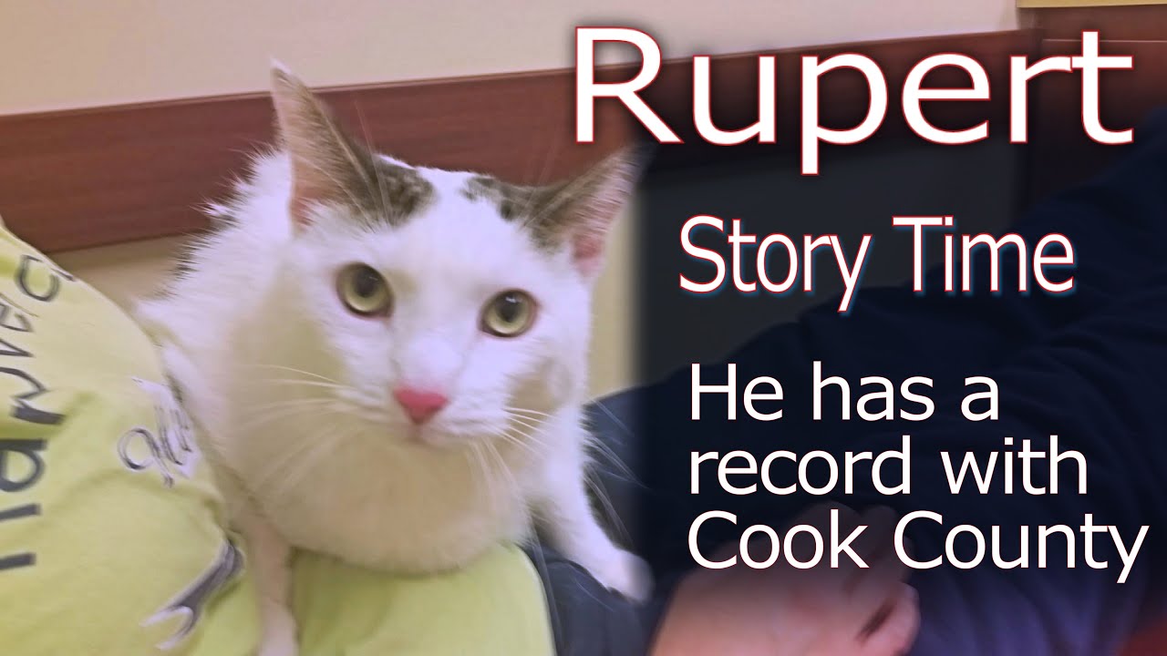 My Cat was Traumatized at the Vet - story - YouTube