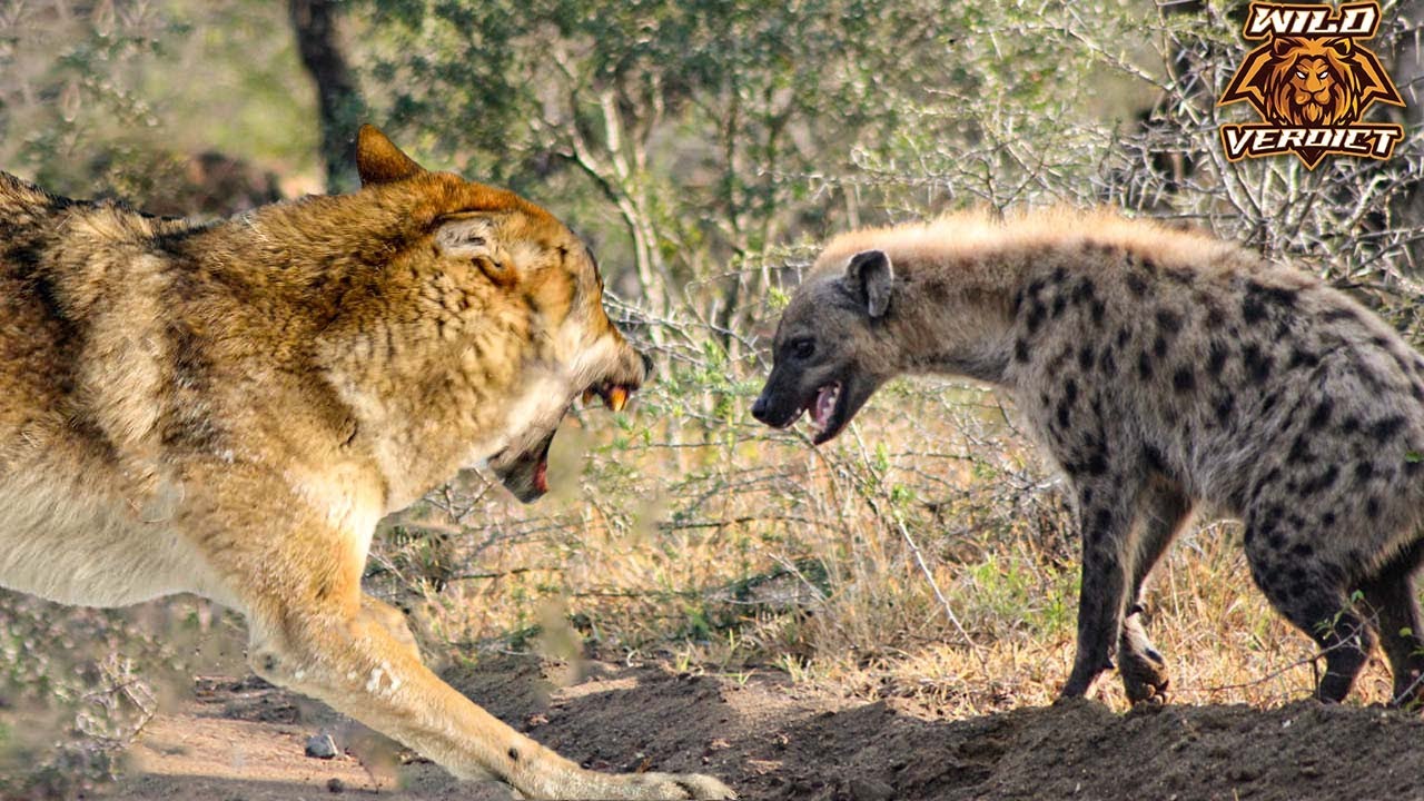 Grey Wolf vs Hyena - The Final Verdict (2022) - YouTube