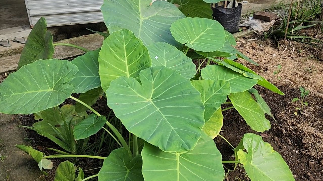 3 Manfaat Pohon Talas untuk Keluarga - YouTube