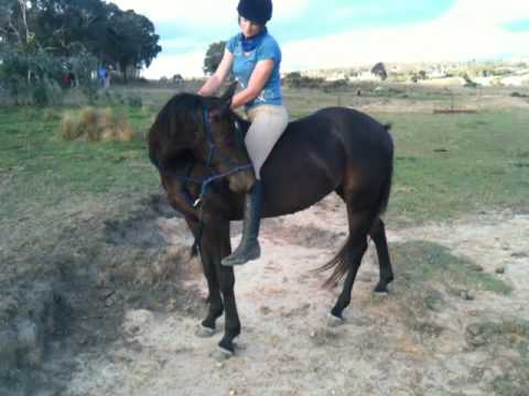 Backing an unbroken horse for the first time at Lucan Lodge - "Dexter ...