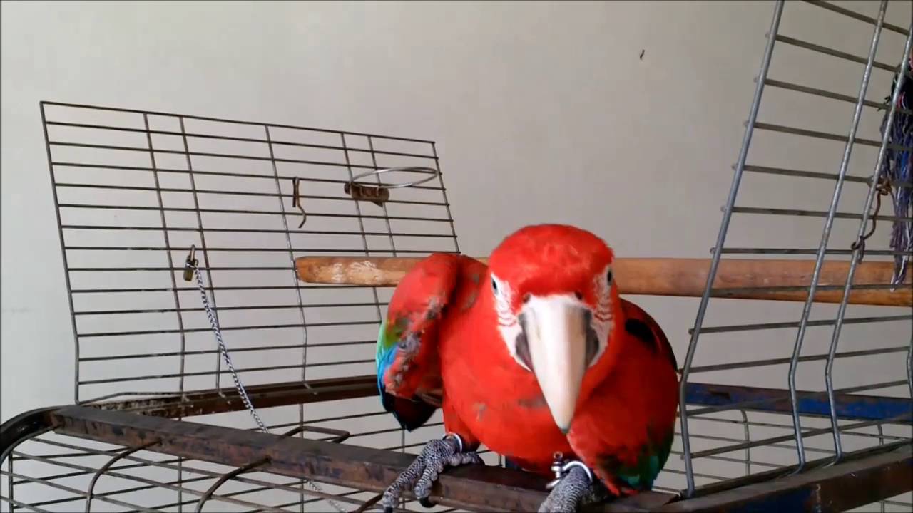 Parrot Saying Hello (Malta) - YouTube