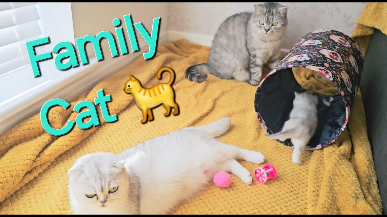 Dad cat admires his cute kittens and mom cat - YouTube