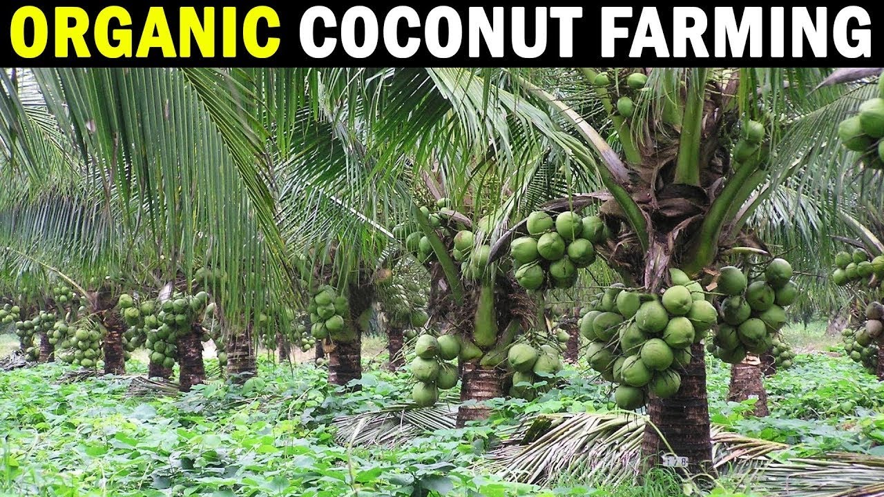 Organic Coconut Farming - CPCRI Kasragode, Kerala | Digital Agriculture ...