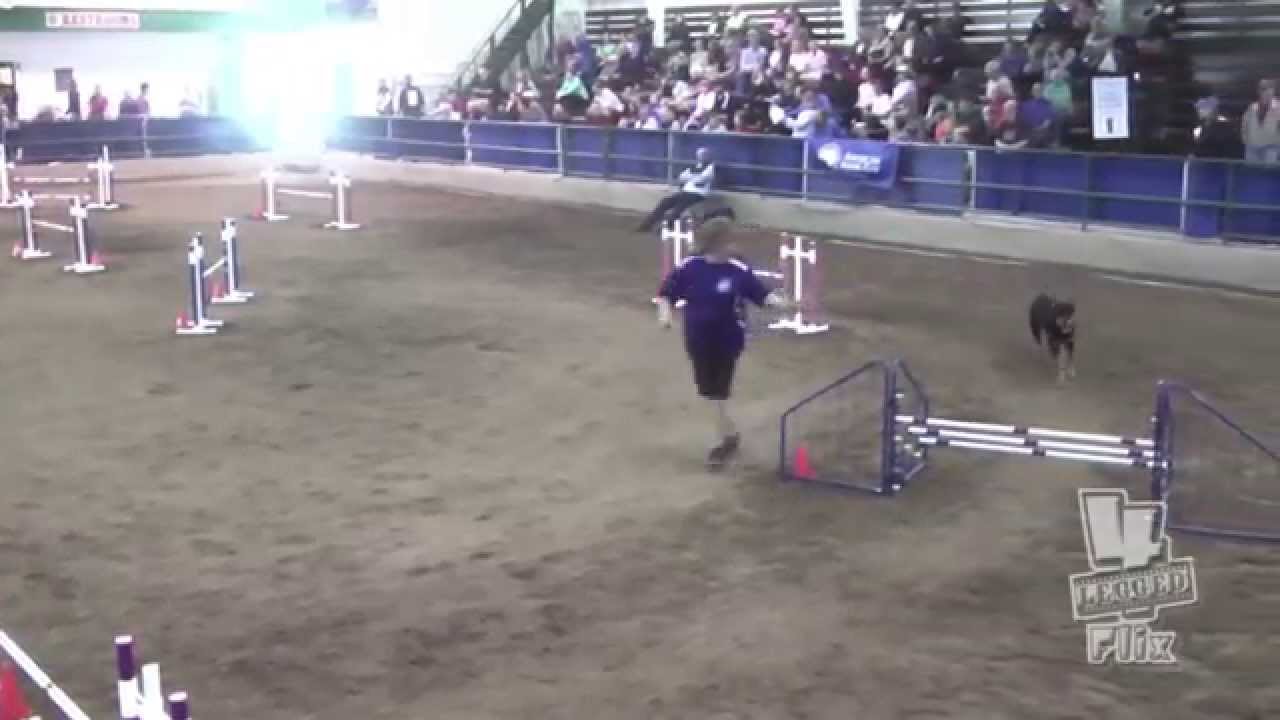 Agility Rottweiler: Gracie at the 2015 AKC NAC - YouTube
