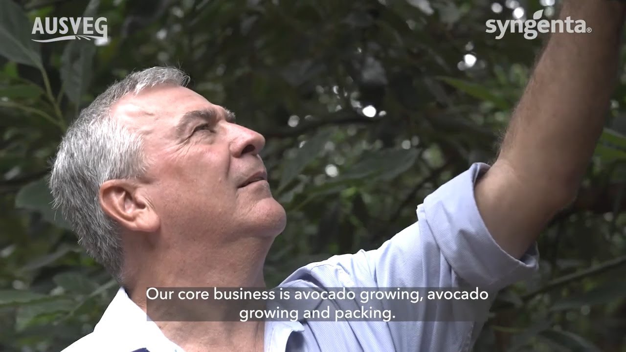 Australian avocado industry innovators are in it for good - YouTube
