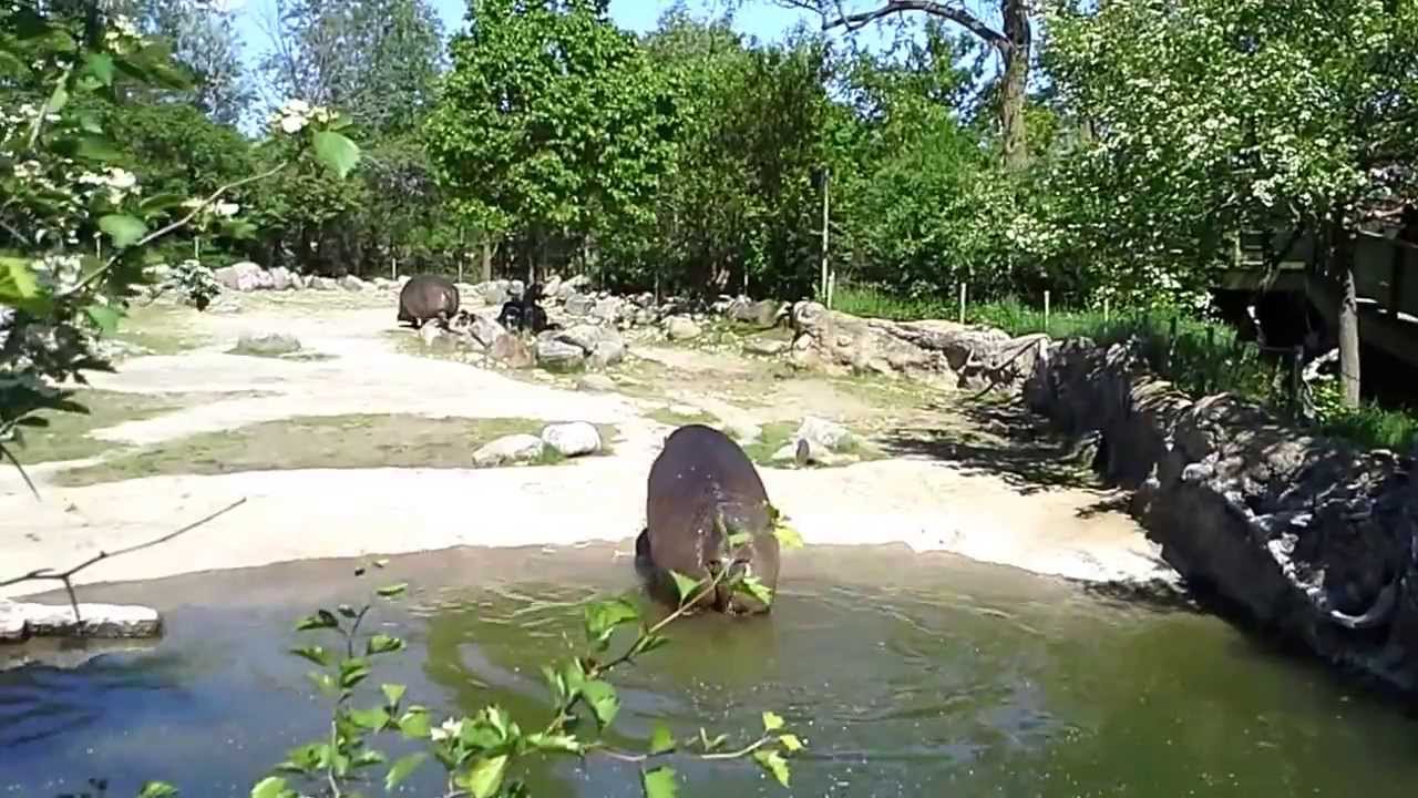 @The Toronto Zoo - Hippos (Poop Explotion II) - YouTube