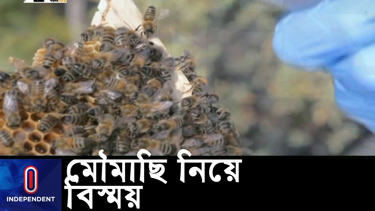 মৌমাছির ভাষা: বিপদ দেখলেই 'টুট' শব্দ করে উঠে রাণী মৌমাছি || Bee Communication - YouTube