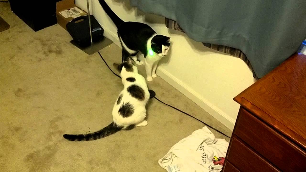 Cats fight and play with laser pen - YouTube