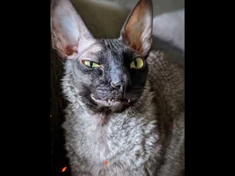 ядовитый и летучий - YouTube