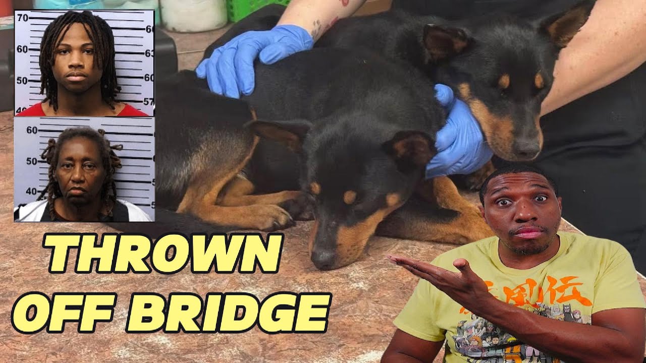 Why In The Hell Did These Monsters Throw DOGS Off A Bridge? - YouTube