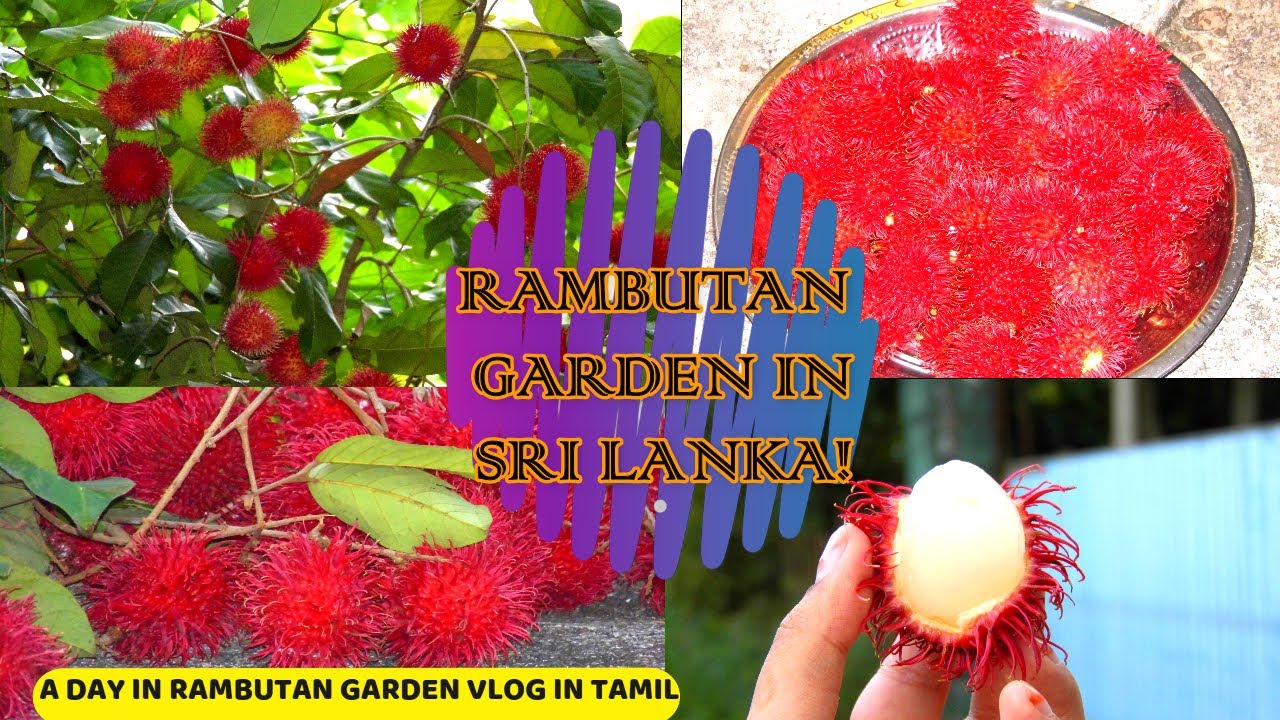 A day in Rambutan Garden (Malwana)😍/Rambutan Fruit/இலங்கையின் சுவையான ...