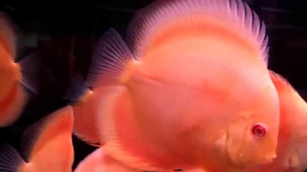 Albino Red Cover Discus - YouTube