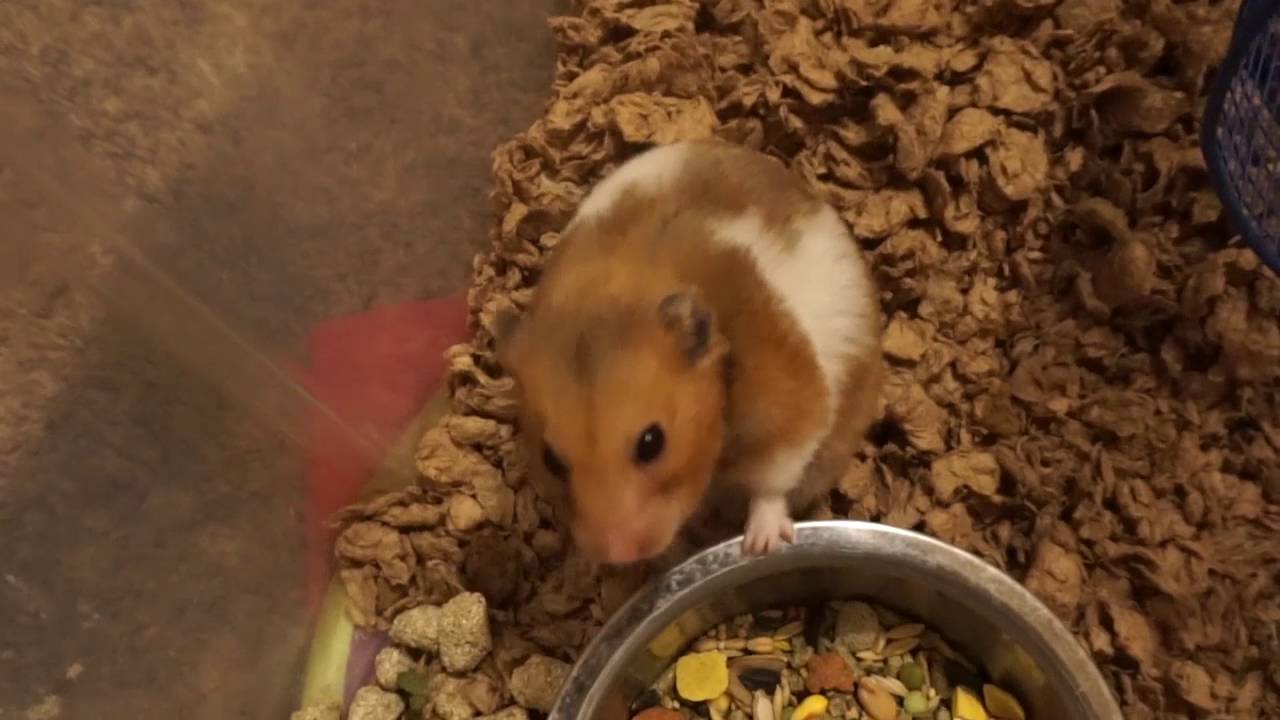 How To Tell If Your Hamster Is In Kidney Failure YouTube how-to-tell-if-your-hamster-is-in-kidney-failure-youtube