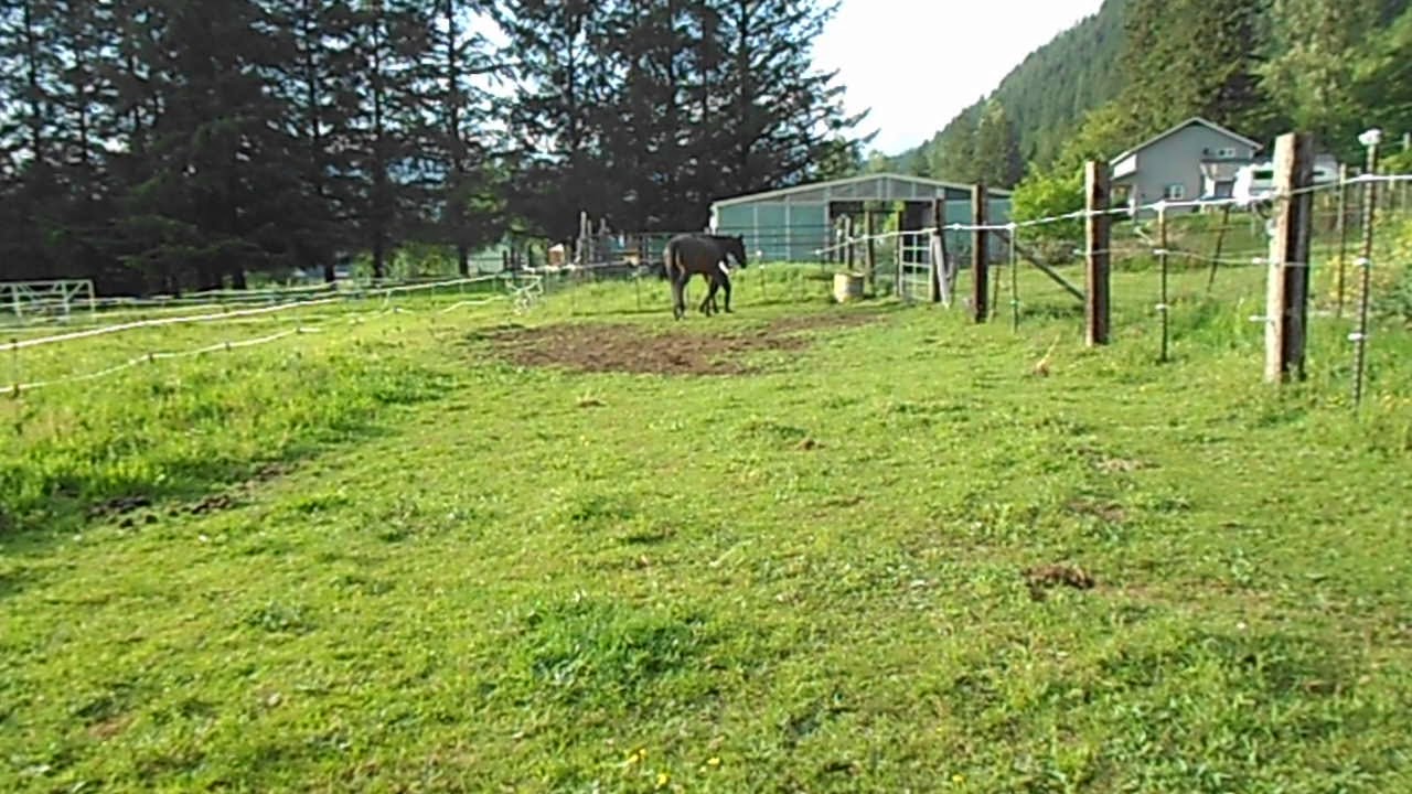 05.20.2018 Trot out-and-back - YouTube