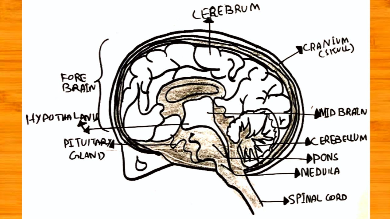 How to draw Human Brain Step by Step | Human Brain Labelled Diagram | Drawing of Human Brain ...