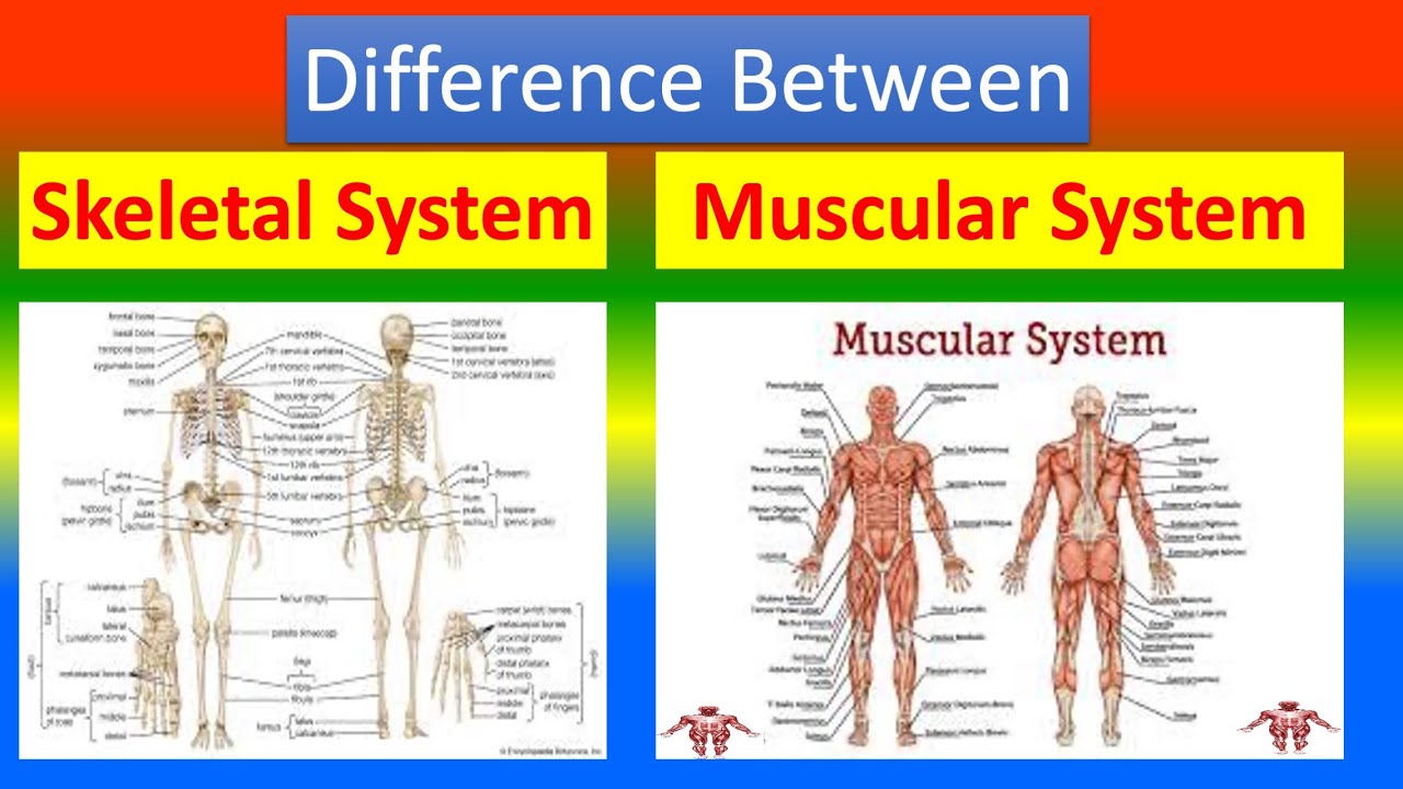 Difference Between Skeletal System and Muscular System - YouTube