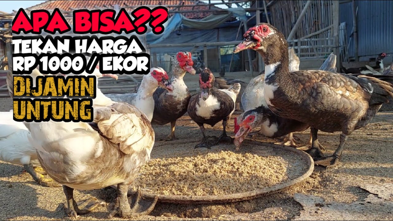 DIJAMIN UNTUNG !!!! TAKARAN DETIL PAKAN ENTOK PORSI JANGAN LEBIH Rp ...