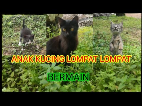 anak kucing lompat lompat bermain - YouTube