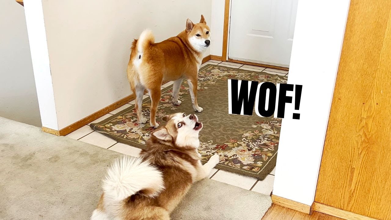 A Shiba Inu and a Pomsky's Barking Symphony - YouTube
