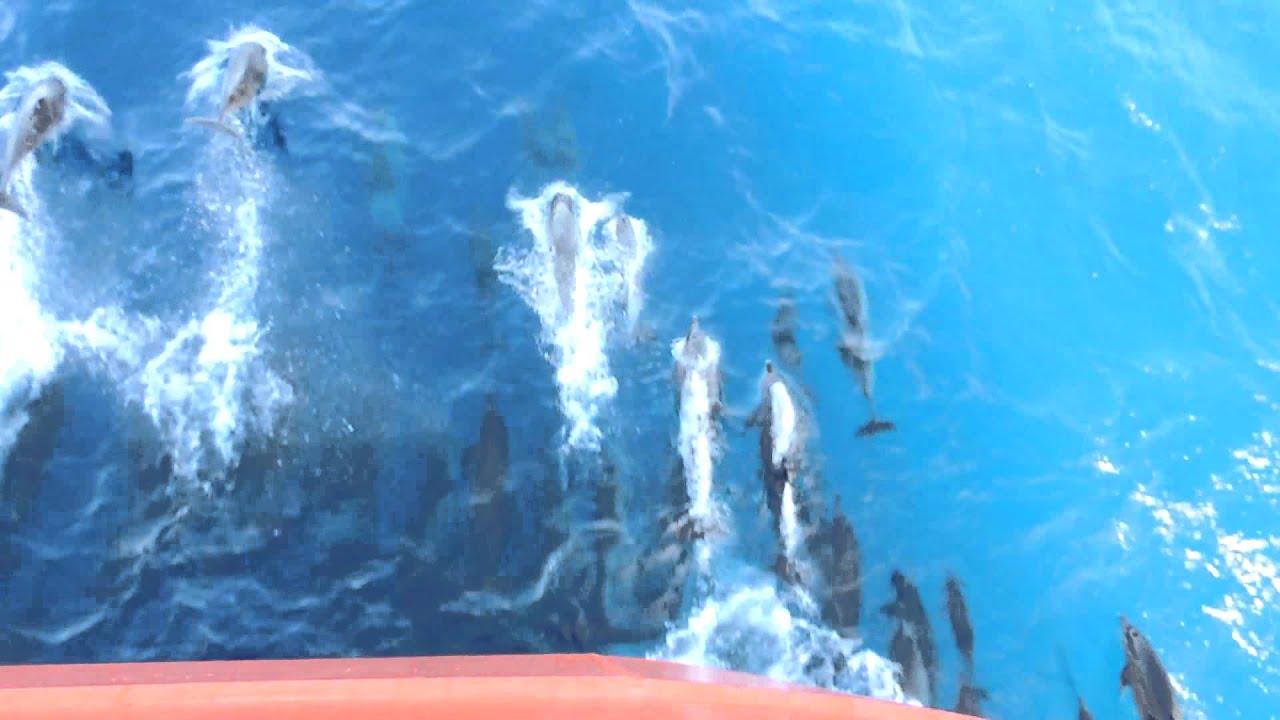 Golfinhos na proa do Normand Master em HD - YouTube
