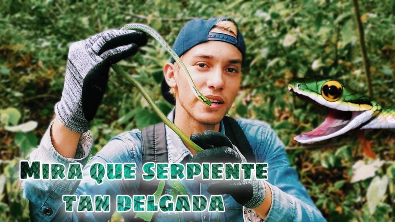 Conoce a la serpiente perico | Una serpiente bastante delgada | Mexican ...