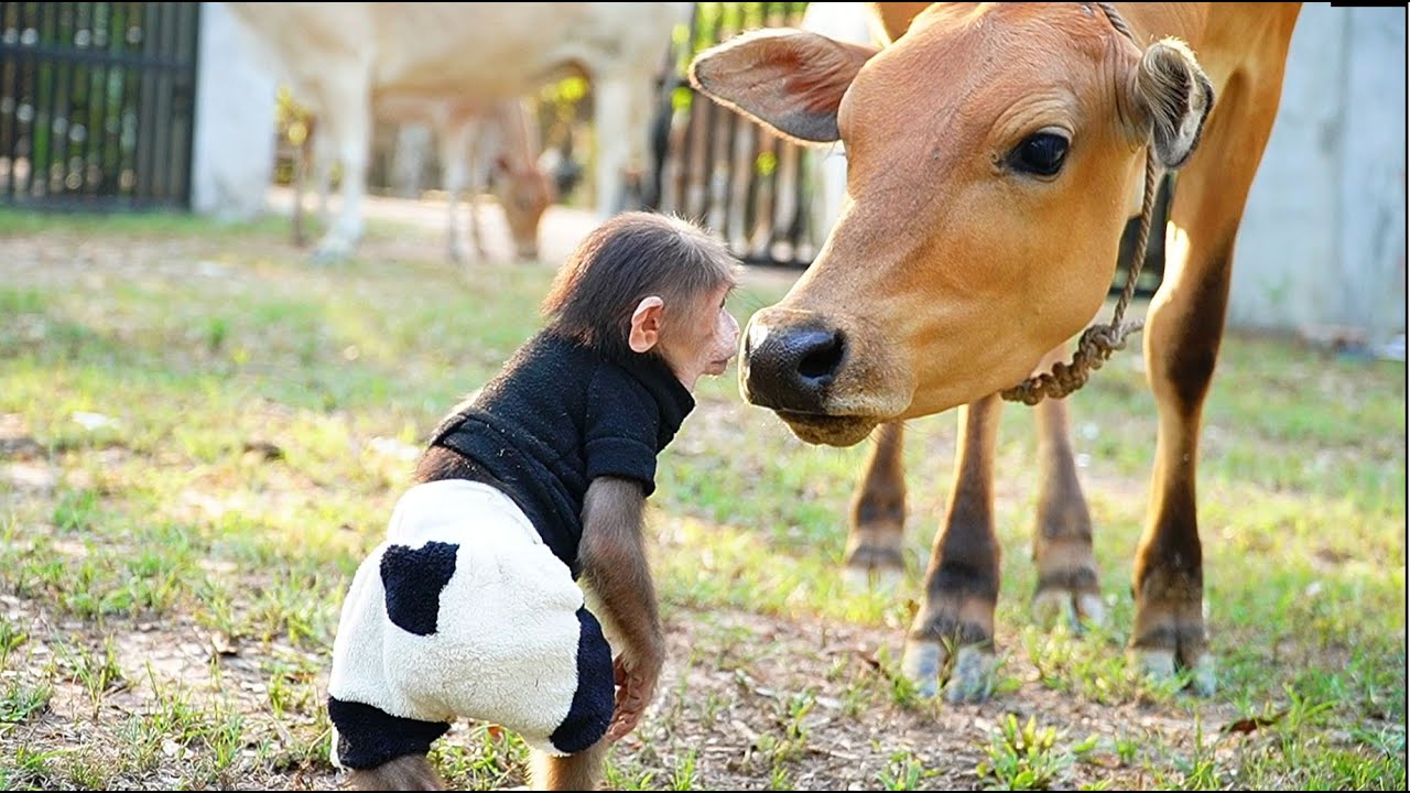 Excited Jooy Happiest With Cute Cow Come to Visited at Home - YouTube