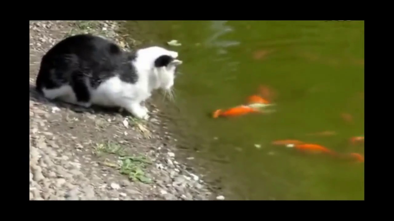 How a cat catch a fish - YouTube