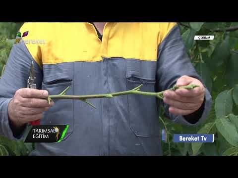 Ceviz Ağacında Aşı Sürgünü Nasıl Alınır?