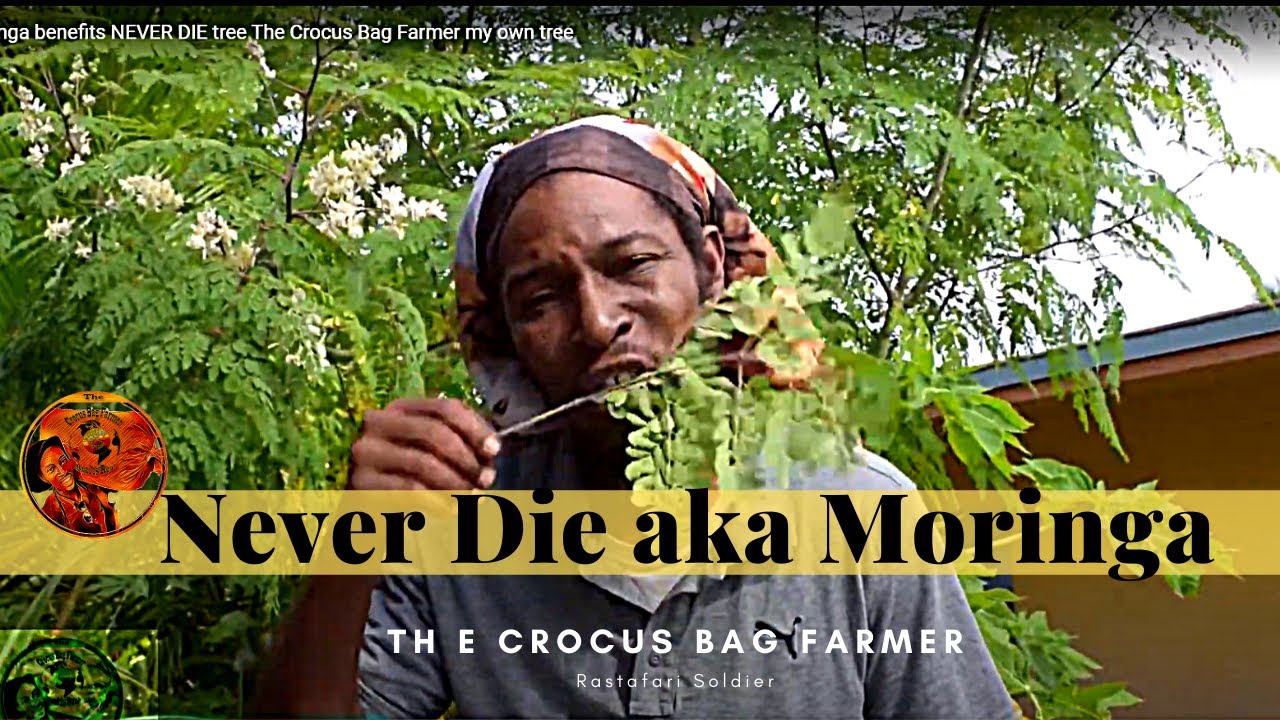 Moringa oleifera plant and benefits | NEVER DIE tree | The Crocus Bag ...
