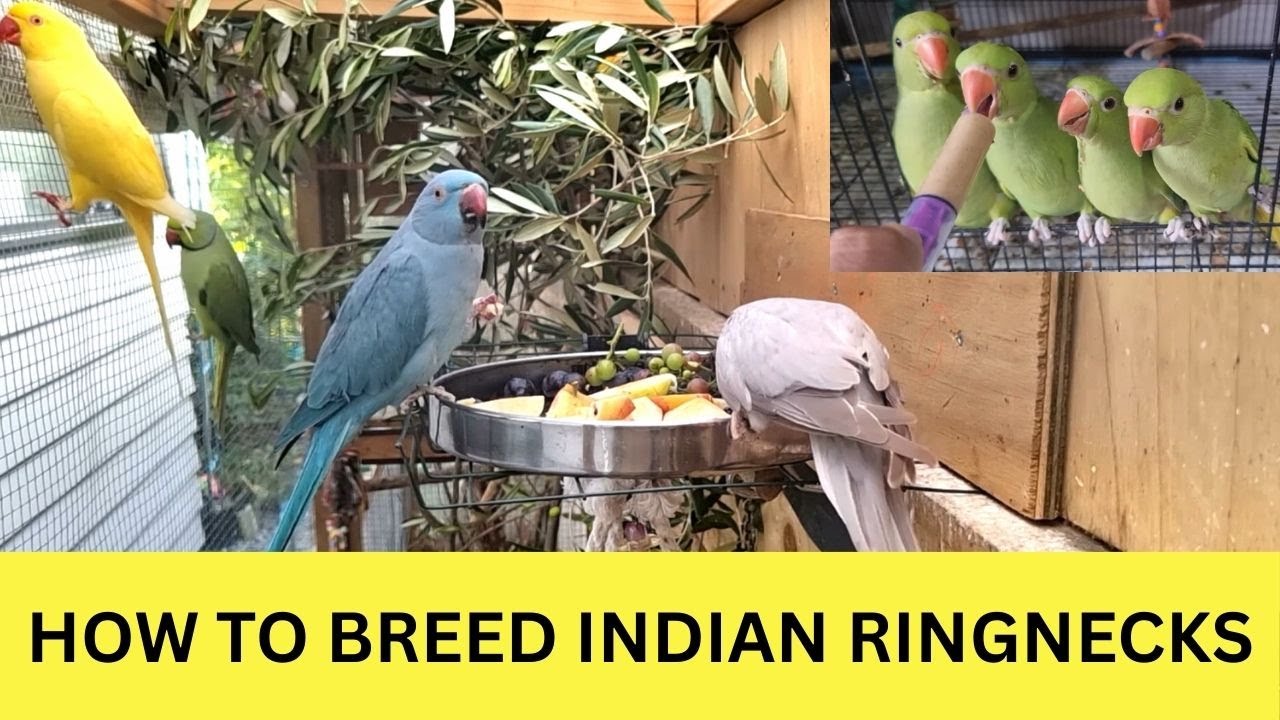 How to breed Indian Ringnecks (with egg to feather timelapse ) - YouTube