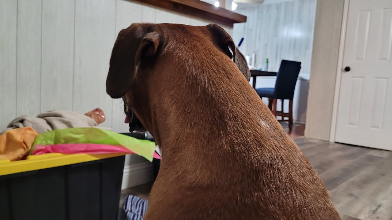 Frazier the Boxer dog [1] - YouTube