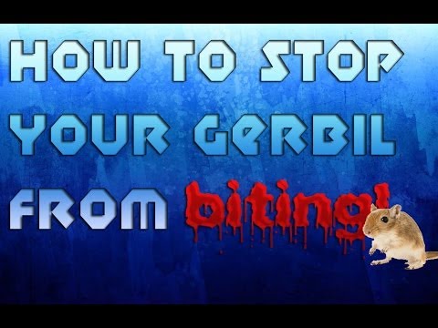 How to Stop your Gerbil From Biting! - YouTube