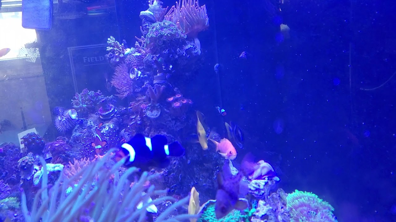 New yellow tang with sunken belly - YouTube