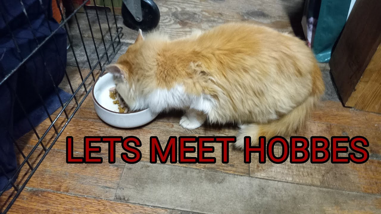 WELCOMING A NEW ADDITION - YouTube