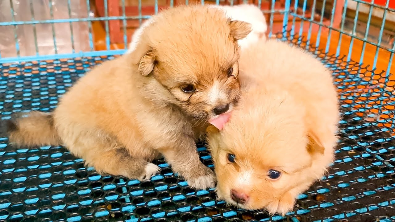 3 Week Newborn Pomeranian Puppies, Apple Doge - YouTube