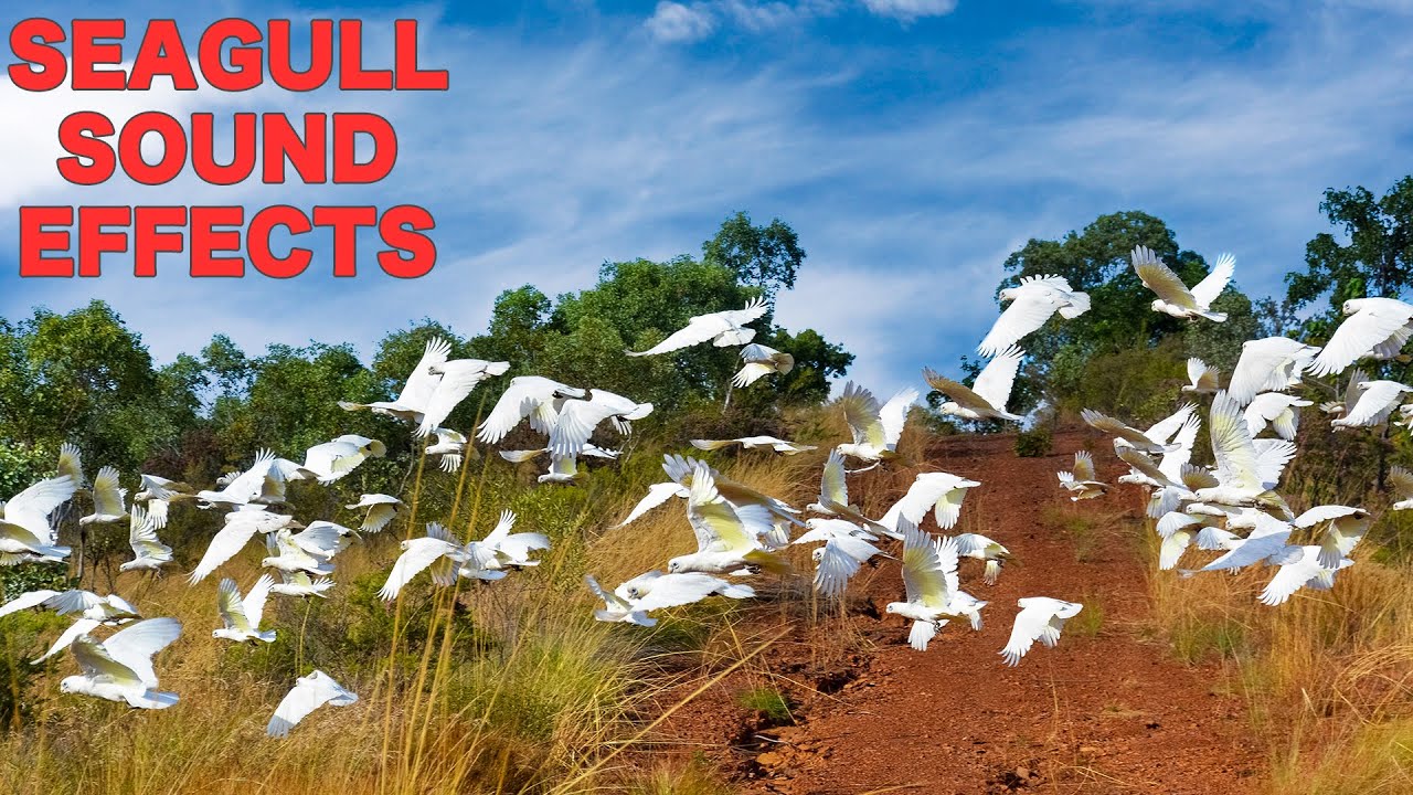 Group of Seagull Sounds | Seagull Sound Effects in HQ - YouTube