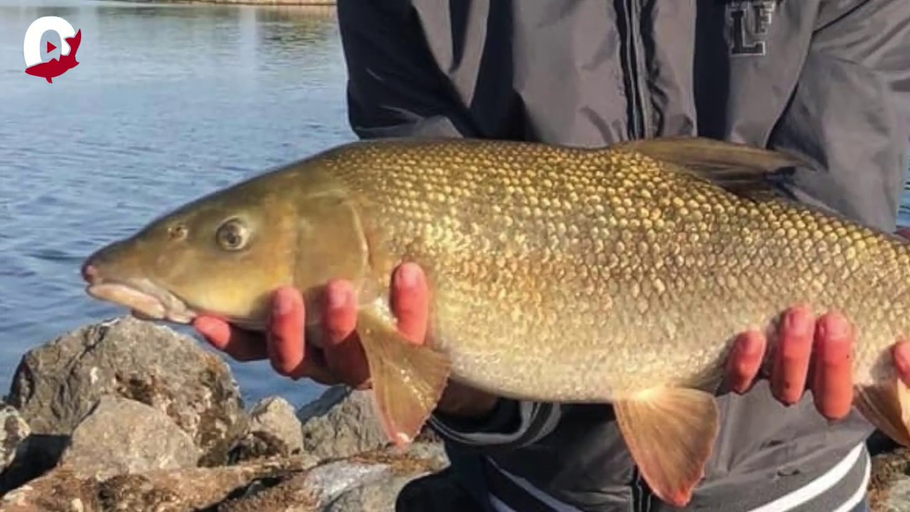 Barbus Barbus Fishing / Bıyıklı Avı - YouTube