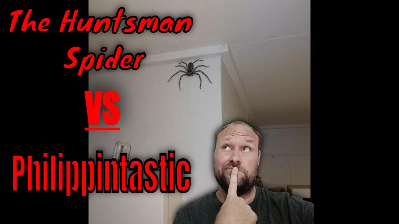 Philippines Spiders - The Huntsman - YouTube