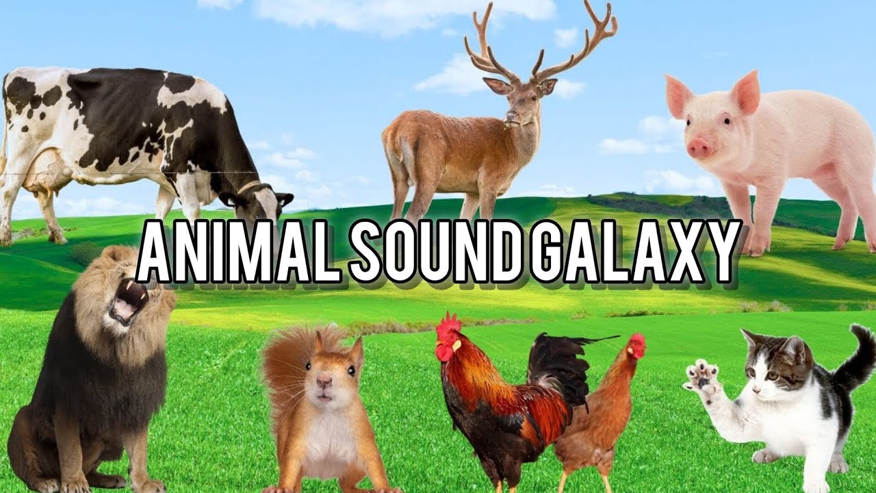 Animal sound| lion, sheep, goat, Tiger, elephant, monkey, horse, hippo ...