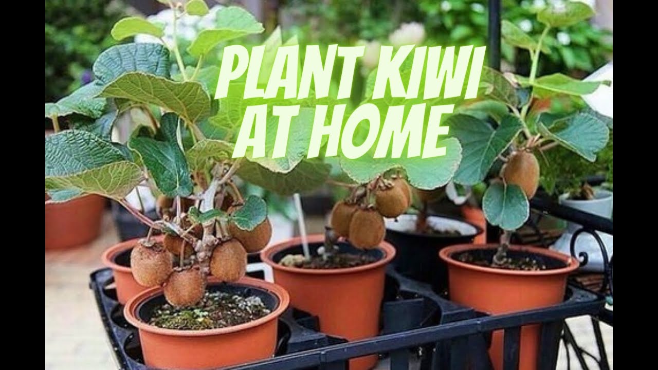 Growing Kiwi from Fresh Fruit: A Simple Guide to Growing Your Own Kiwi ...