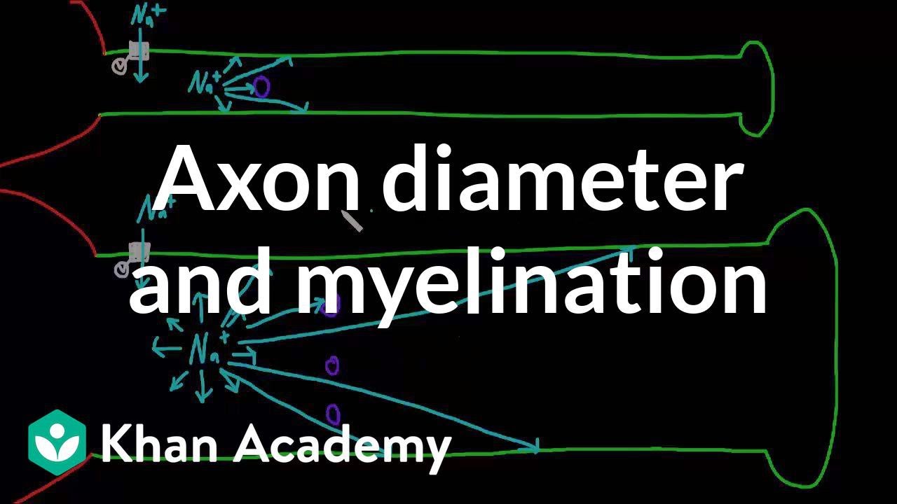 Effects of axon diameter and myelination | Nervous system physiology ...