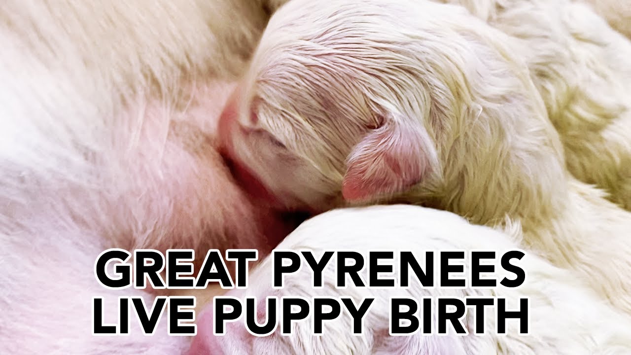 Great Pyrenees Puppies - Birth Video - YouTube
