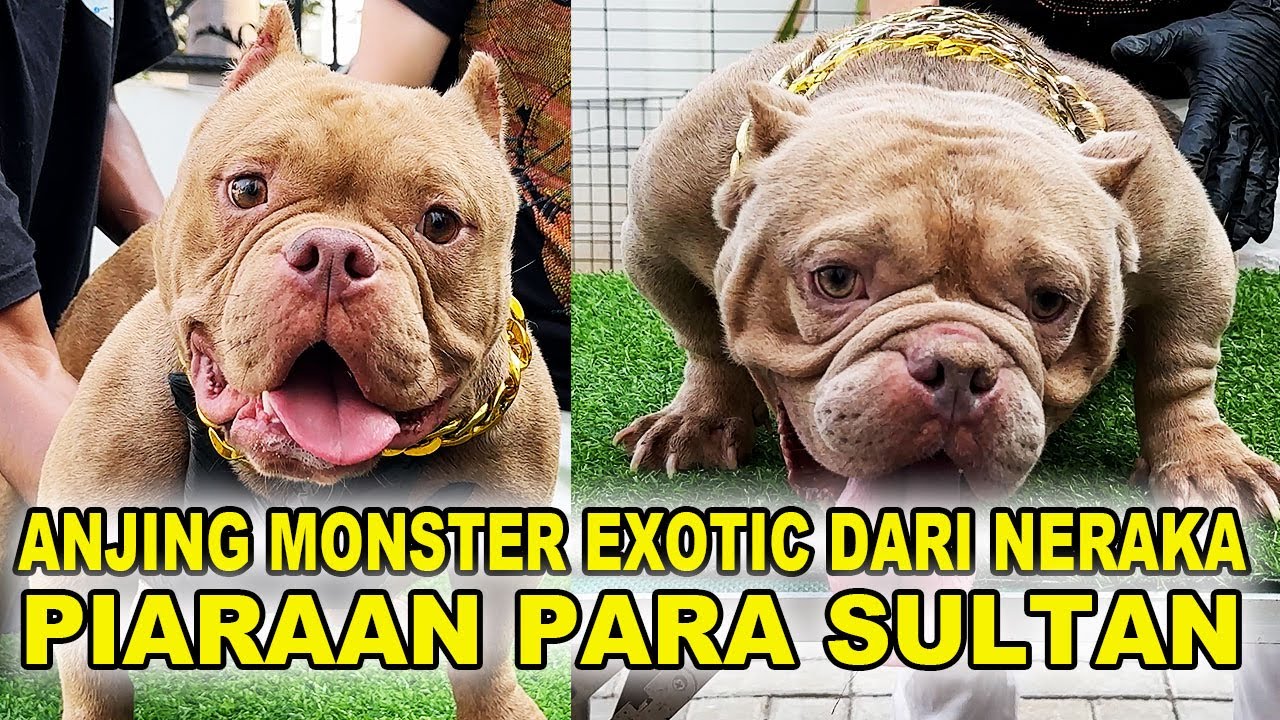 Anjing Monster Kekar Dari Neraka Piaraan Sultan - Exotic American Bully ...