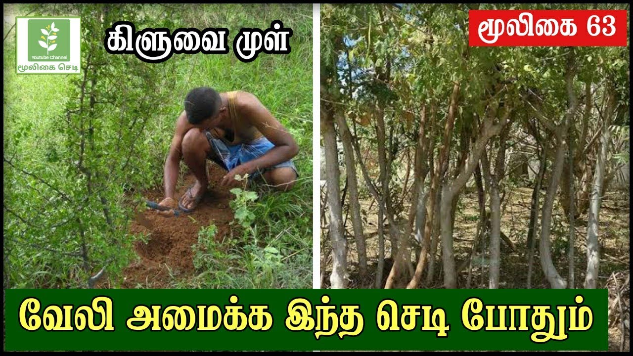 கிளுவை முள் செடி I Commiphora Caudata | Kiluvai Mul | Ven Kiluvai ...