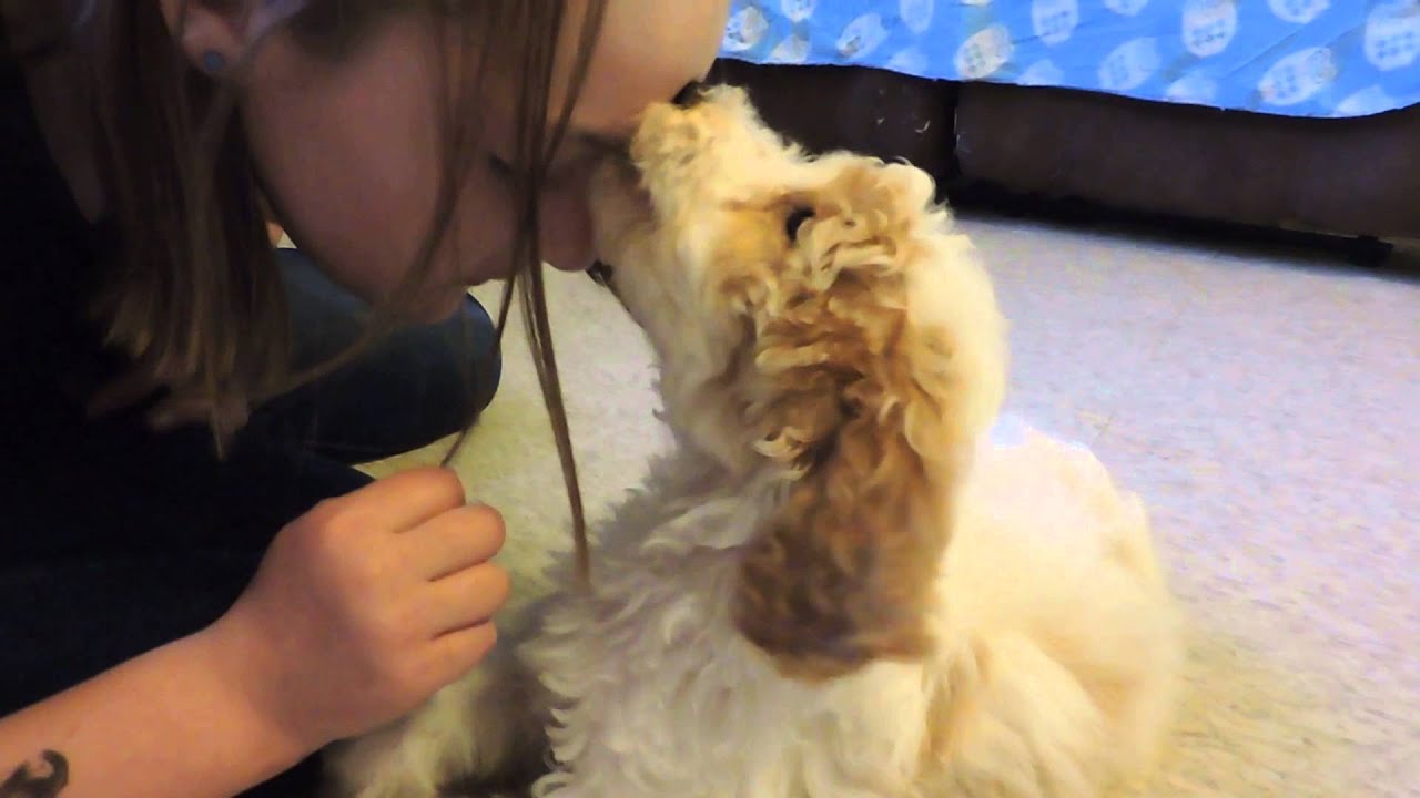 Caramel, a Standard Poodle Puppy - YouTube