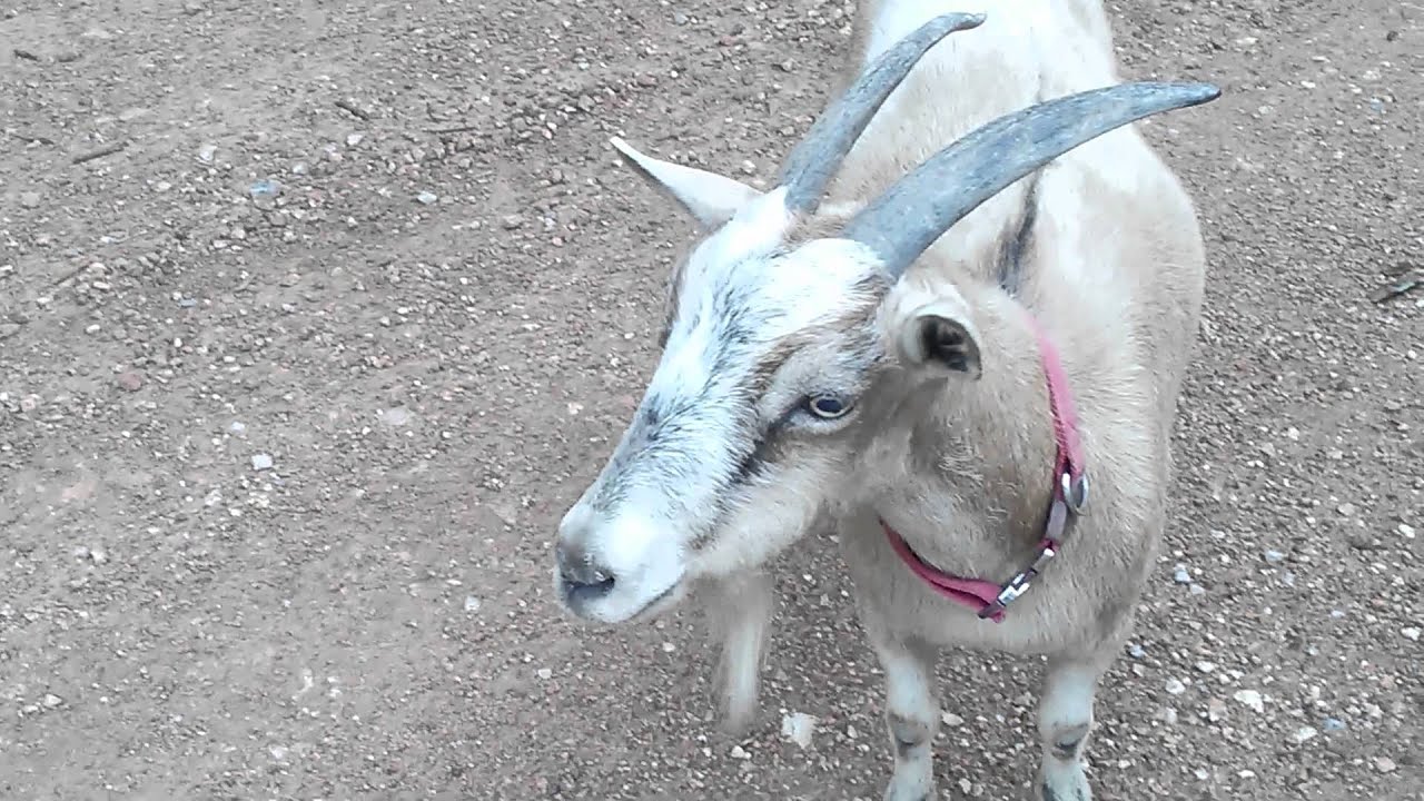 Beat The Goat - YouTube