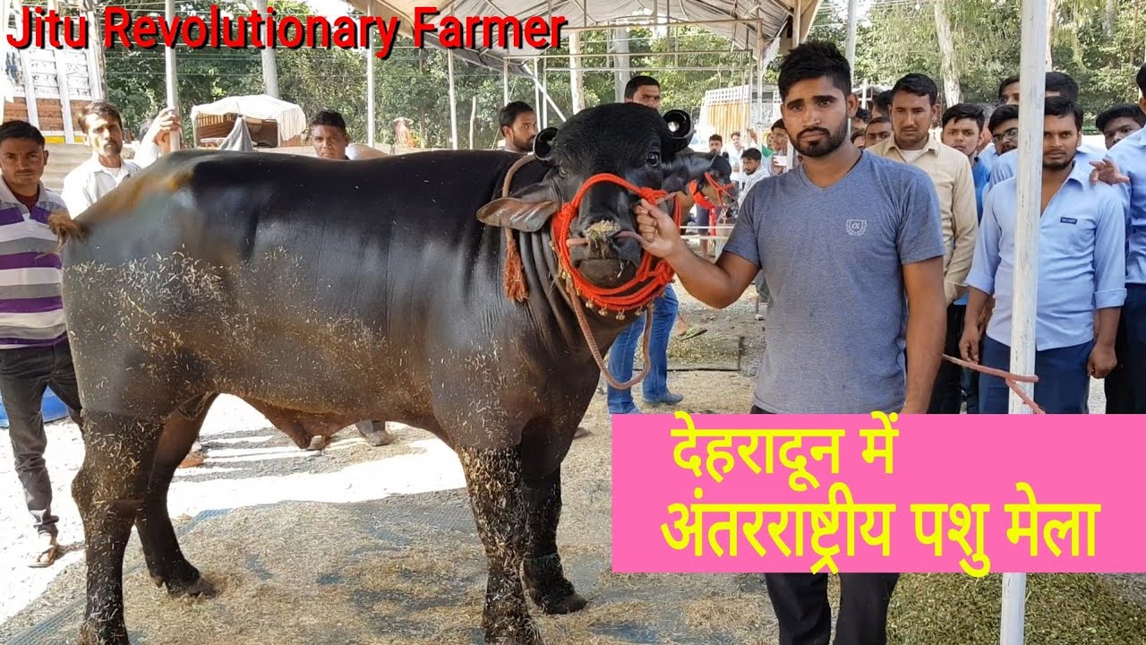 👍BEST Animals- MURRAH BUFFALOES, BULLS, DESI COWS @ Dehradun ...